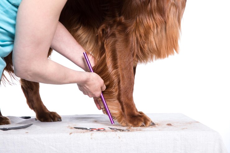 Visit the best pet grooming and pet spa | Paw’s spa