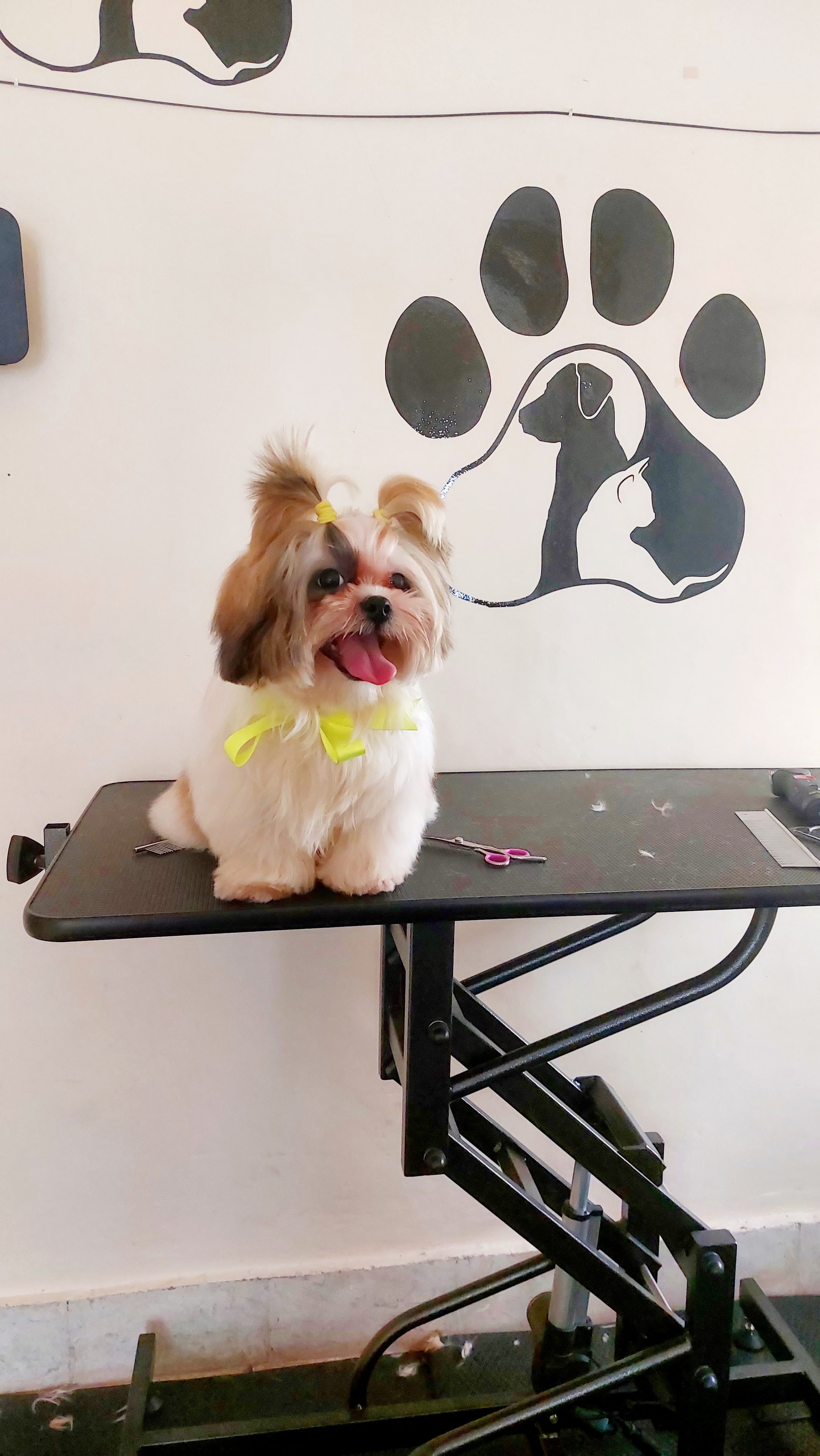 Gallery | Visit the best pet spa for groomers & pet styling